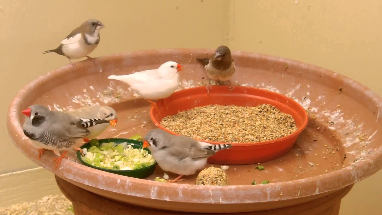 Feeding Time @ Finch Aviary - YouTube