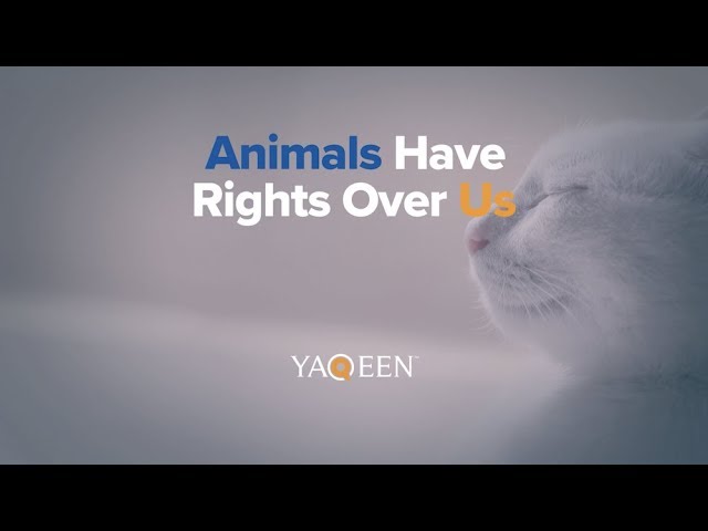 Animals Have Rights