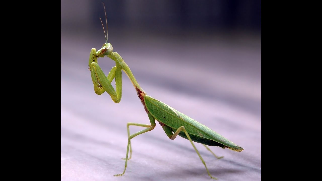 Attack of the praying mantis - YouTube