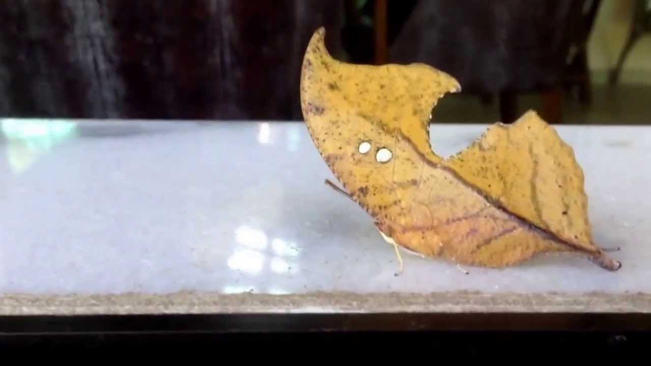 Bicho Folha - Que misteriosa folha é essa ? - YouTube