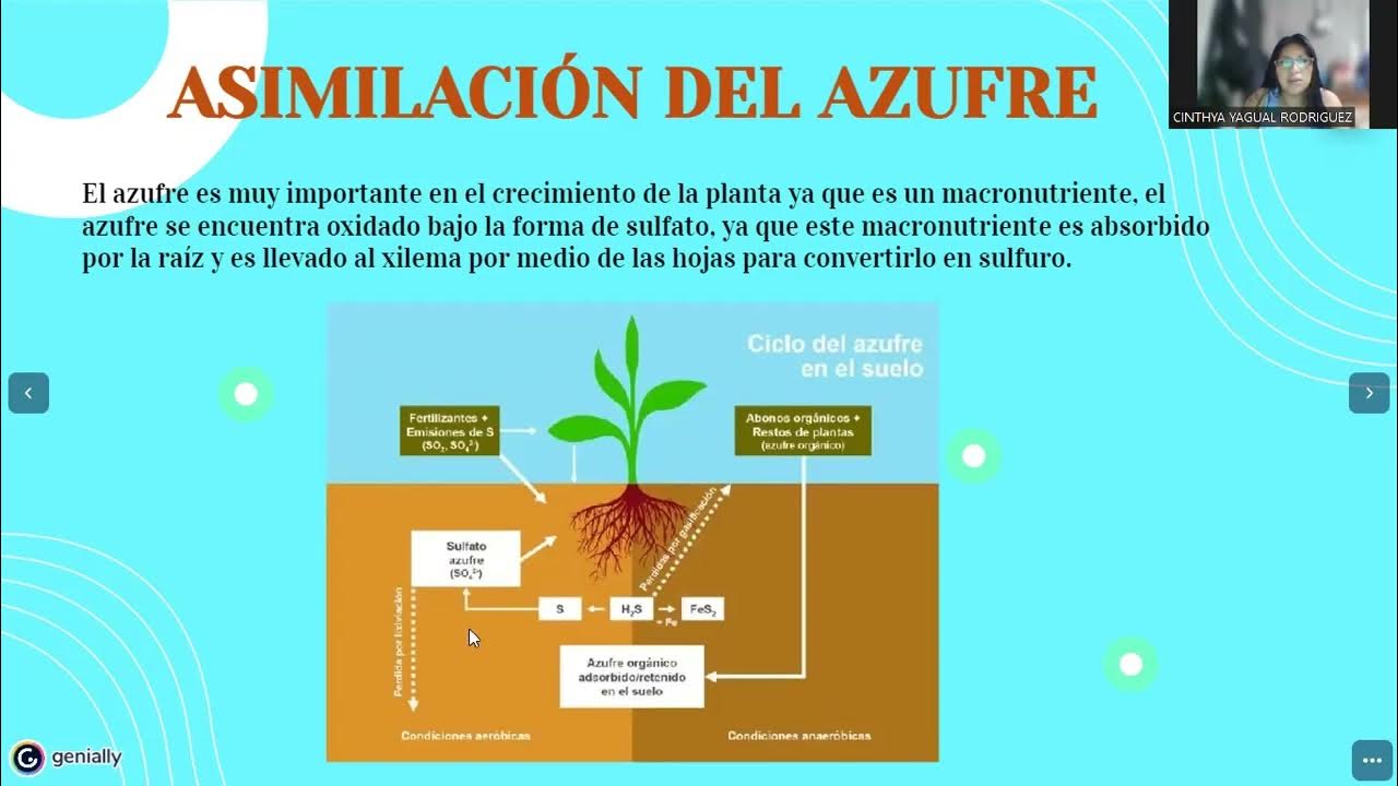 ASIMILACION DEL NITROGENO Y EL AZUFRE - YouTube