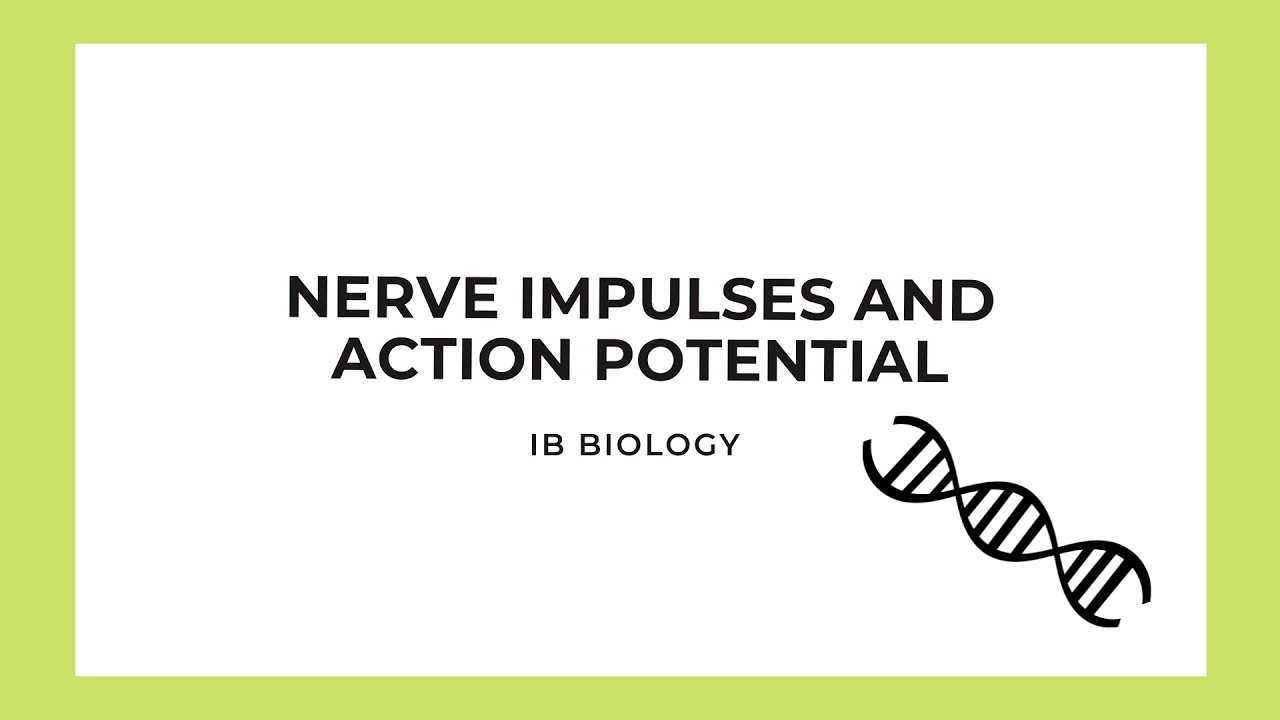 IB Biology: Nerve Impulses & The Action Potential - YouTube