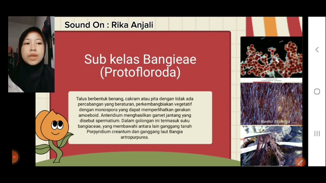 Rhodophyta (Alga Merah)_ Kel.1_Protista dan Fungi - YouTube