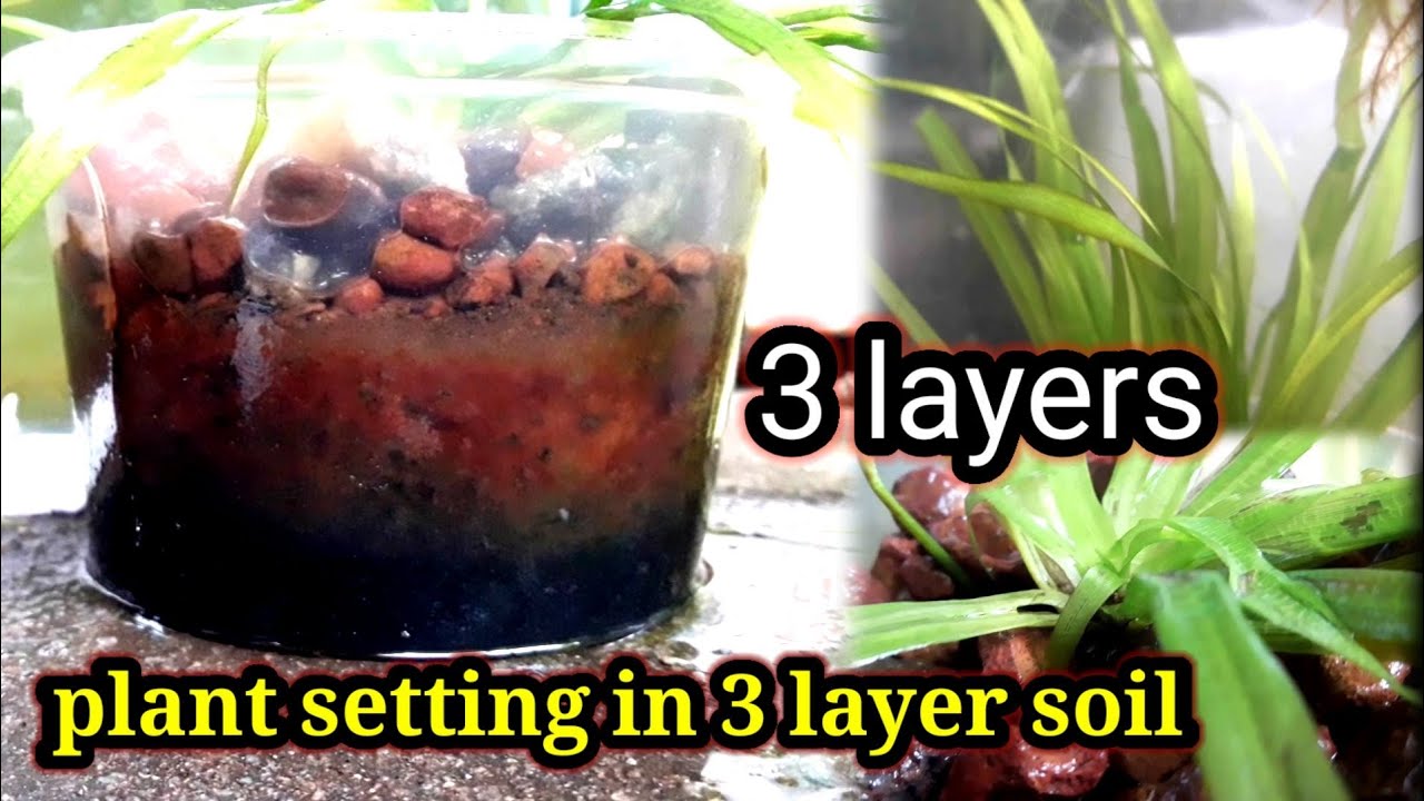 Plant setting in 3 layers of soil | മൂന്ന് layer ആയി plants നടാം ...
