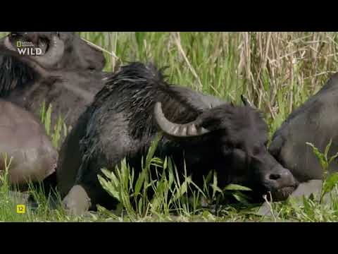 Новая дикая природа Европы, 4 часть.Европейская Амазонка.National Geographic Wild HD онлайн.