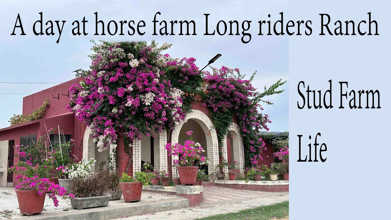 a day at horse stud farm long riders ranch in India - YouTube