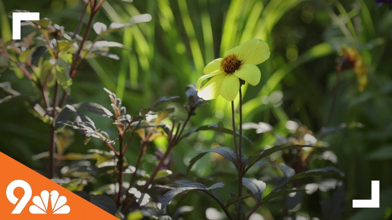 How to save vulnerable plants from the first freeze - YouTube