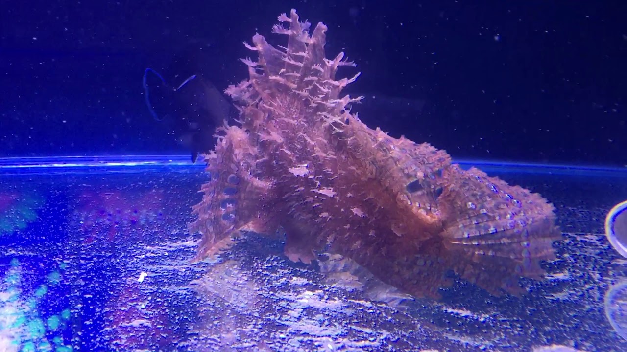 Saltwater Frog Fish - YouTube