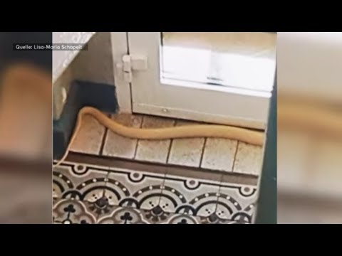 KOBRA IN HERNE: Giftschlange bleibt verschwunden - \