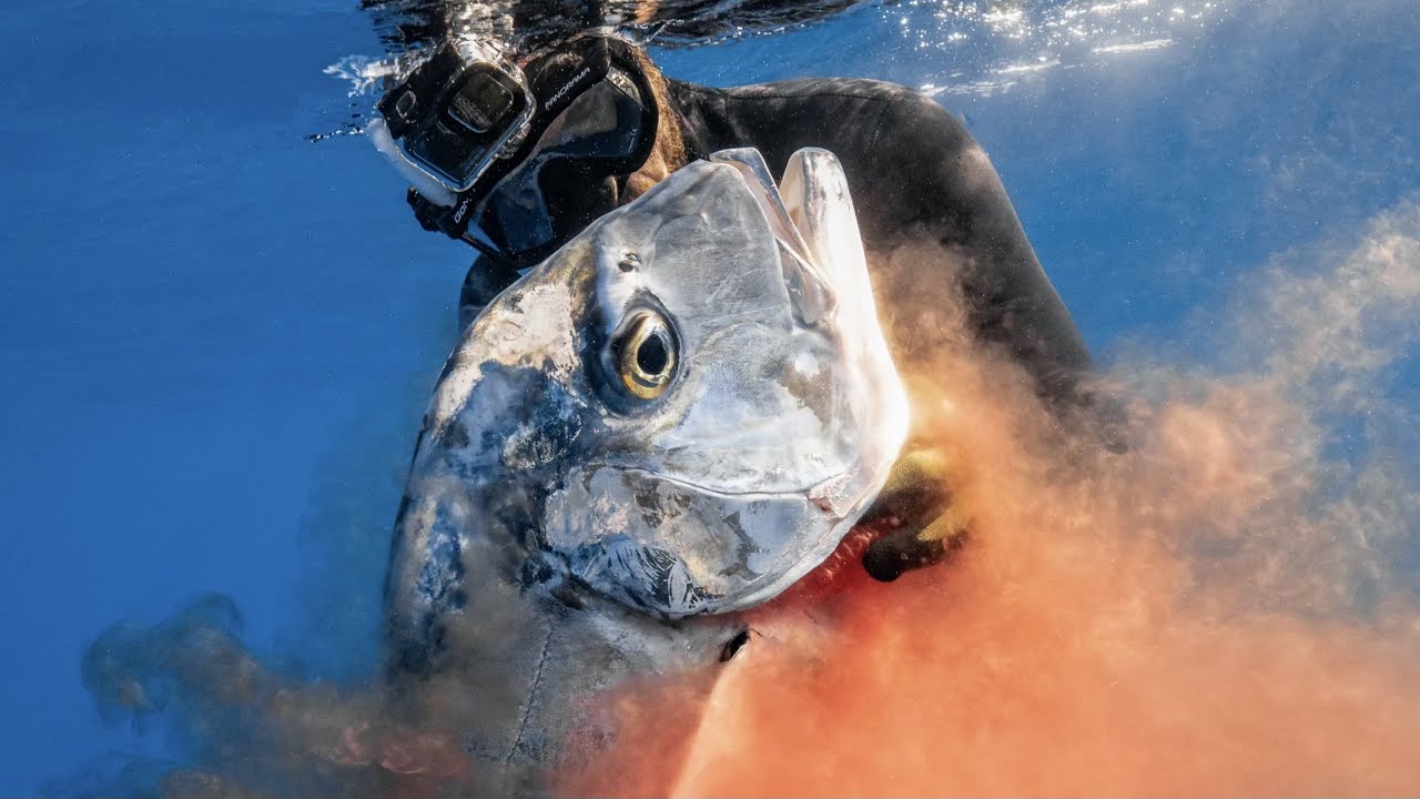 Does A Bleeding Fish Attract Sharks? - YouTube