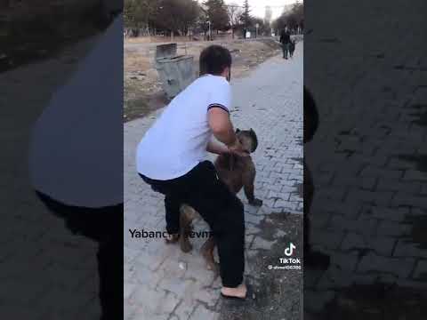 TİKTOK SEVİMLİ HAYVANLAR VİDEOSU