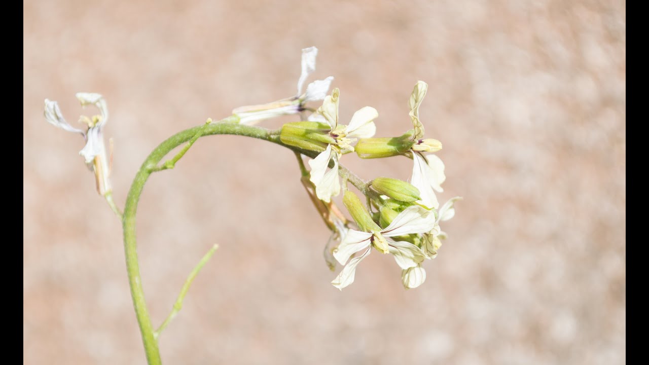 Flor de rúcula - YouTube