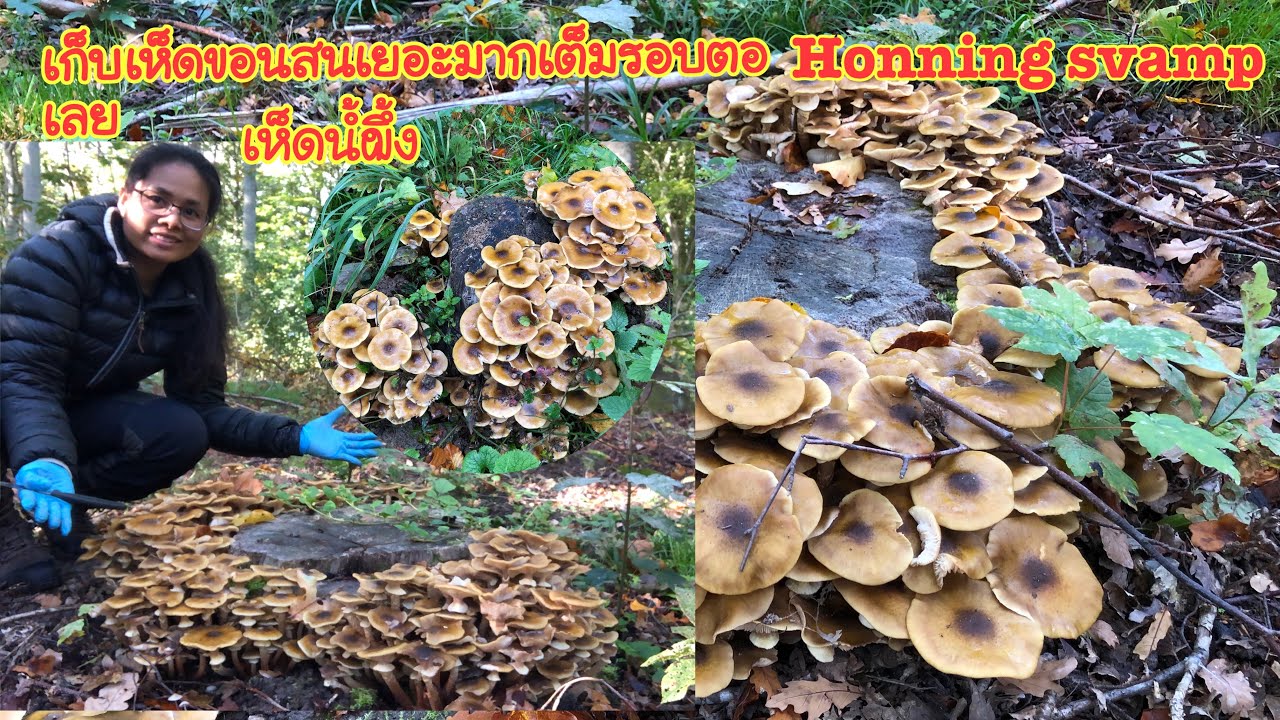 #เก็บเห็ดขอนสน #หรือเห็ดนำ้ผึ้ง #Honning svamp เยอะมาก - YouTube