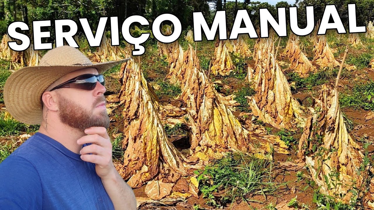 Iniciamos a Colheita do FUMO (Tabaco Burley) 🌱 - YouTube