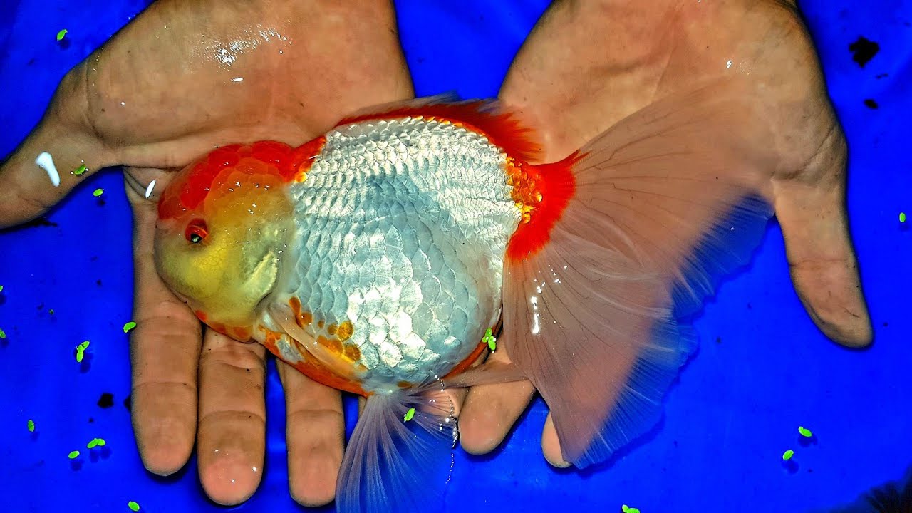 So Beautiful Oranda goldfish - Cá Vàng Đuôi Hoa Lan [DiamondDa - YouTube