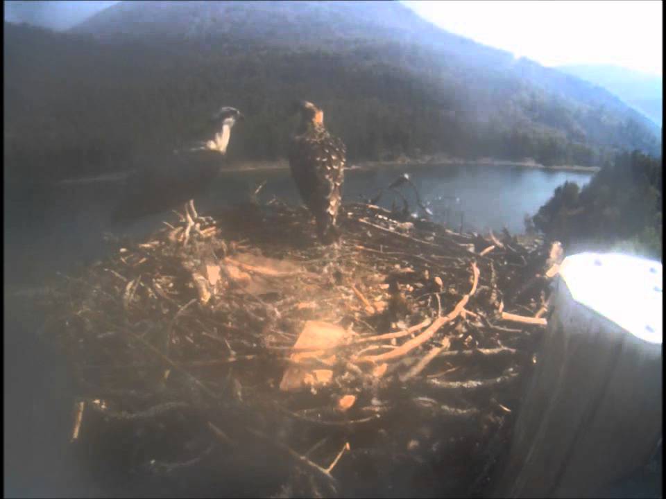 Nelson BC Osprey Arrow fledges first flight off nest 10:02am 8-13-2015 ...