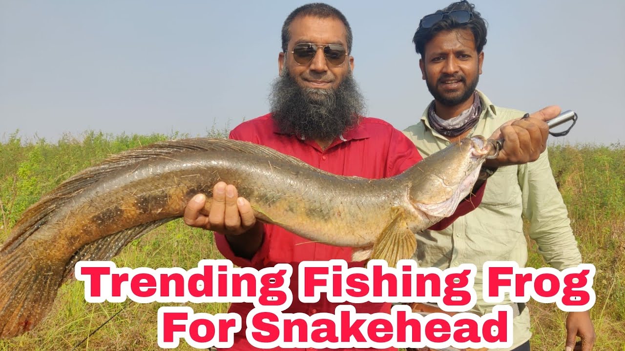 Best Fishing Frog For Snakehead | मरल को पकड़ने के लिए ये अच्छा मेंडक ...