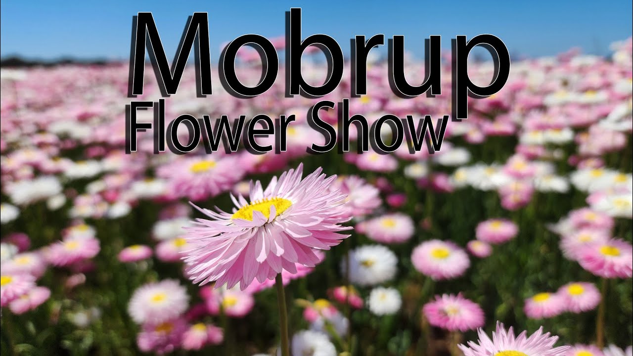 Mobrup, WA | Lucinda's Everlastings Flower Show - YouTube