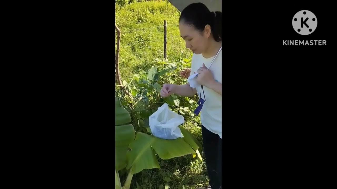 Bukid Vlog 01 | Tara sa bukid at mag-harvest ng gulay! - YouTube