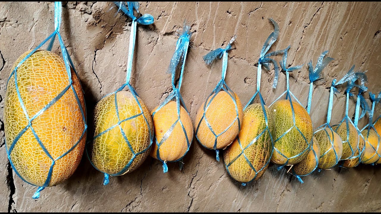 Storing melons for the winter/تخزين البطيخ لفصل الشتاء - YouTube