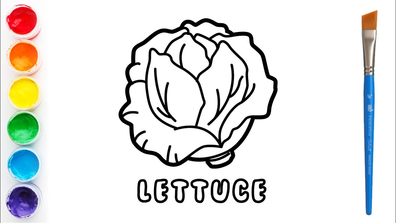 Lettuce Drawing Easy For Kids