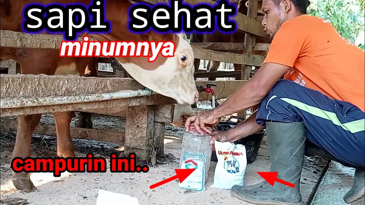 sapi sehat berkat mineral#ternaksapi - YouTube