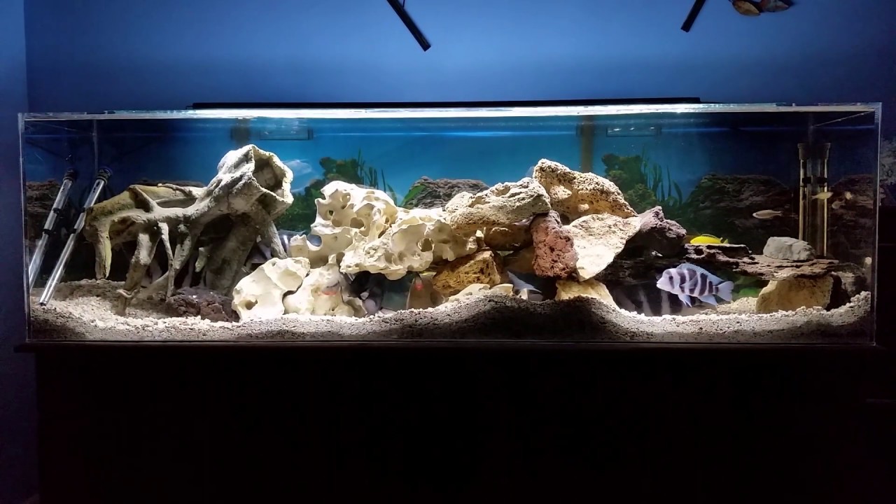 Frontosa african Cichlid fish tank - YouTube