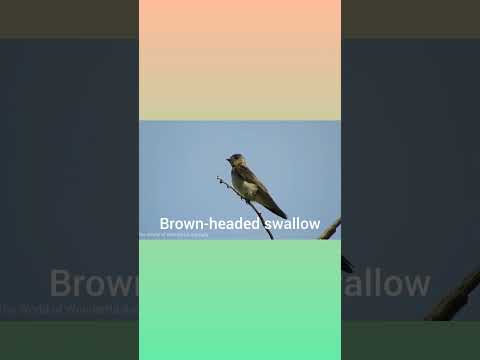 Interesting sounds of brown-headed swallow #shorts#birdsound