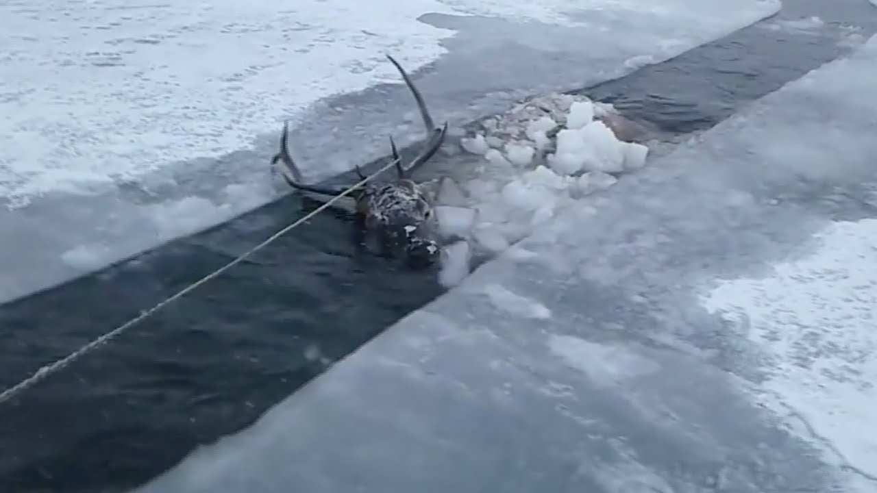 Heartwarming rescue of red deer from frozen Siberian river - YouTube