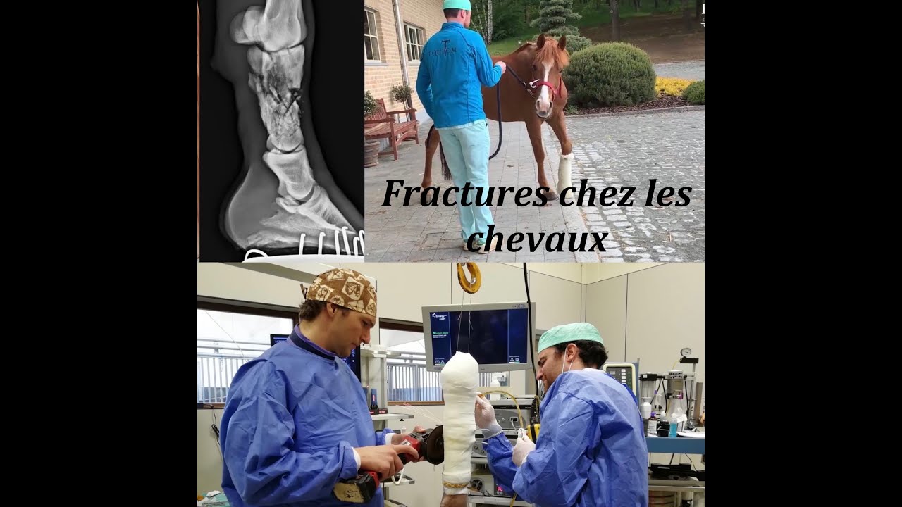 Fracture chez le cheval, les chirurgiens répondent à vos questions 🇫🇷 ...