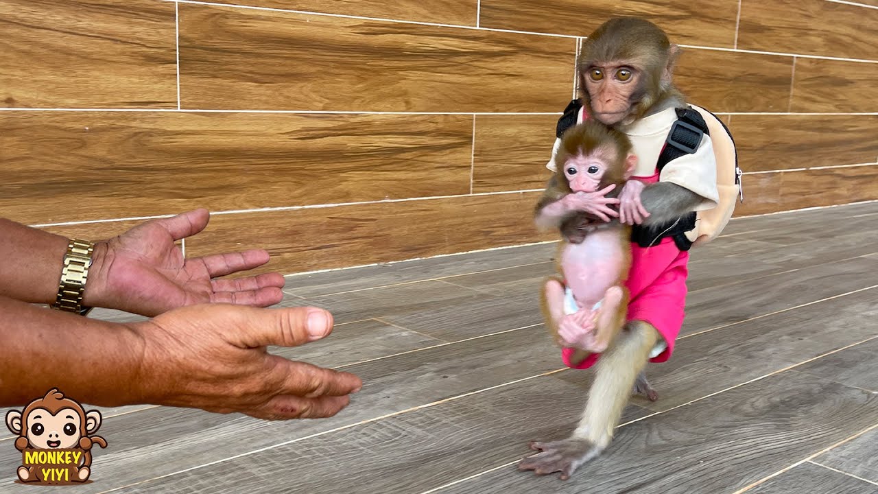YiYi asks grandpa to take care of monkey Yumy to visit YinYin - YouTube