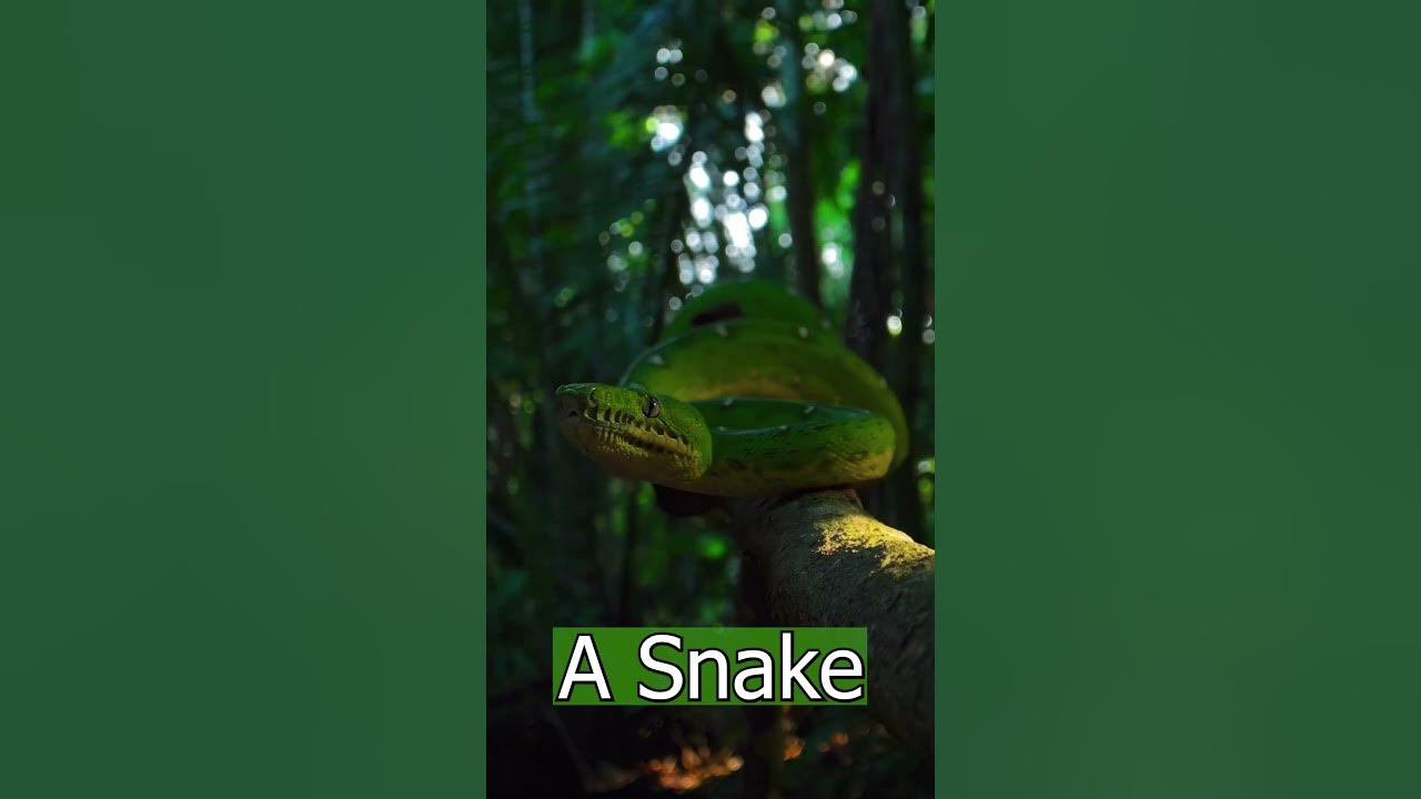 The Ojibwe Word for Snake is “Ginebig” 🐍🪶 #grandpadadra - YouTube