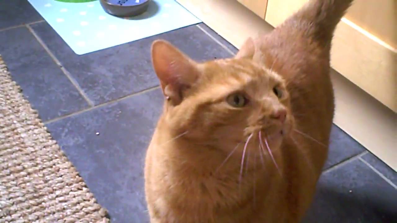 Mildred 3, a very hungry cat (well greedy really, not hungry, but ...