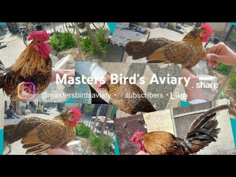 Golden sebright bantam pair for sale.Location-Malerkotla punjab. # ...