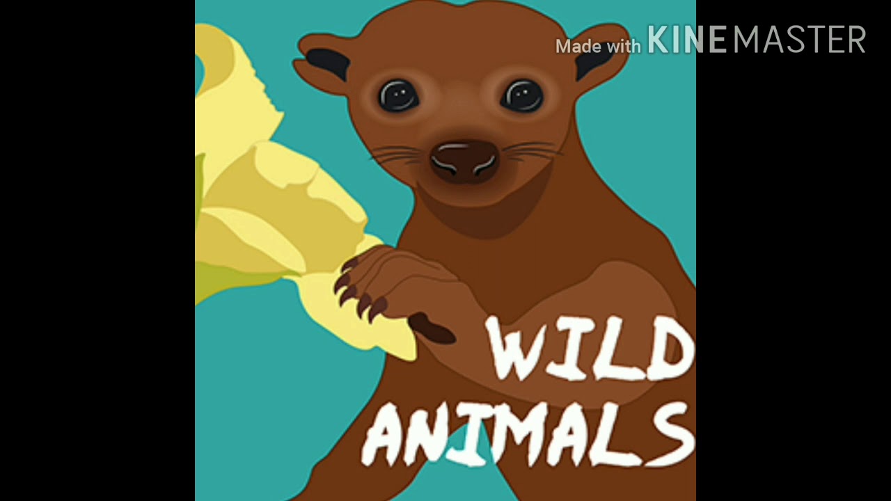 Learn wild animals for kids and toddlers. Learn wild animals - YouTube