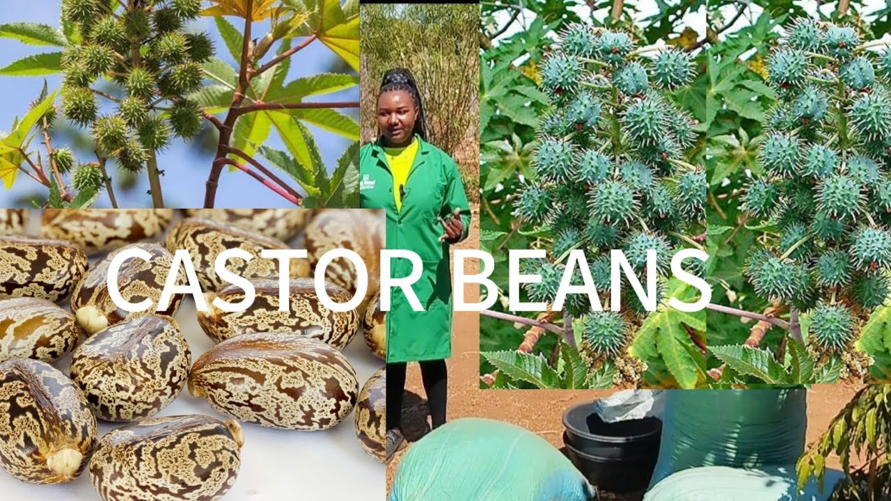 POST HARVEST HANDLING PRACTICES FOR CASTOR BEANS - YouTube