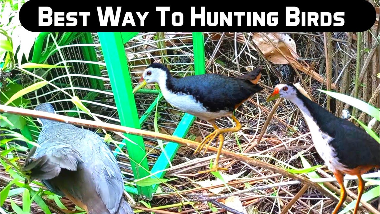 Best Way To Hunting Birds |How To Hunting Birds| - YouTube