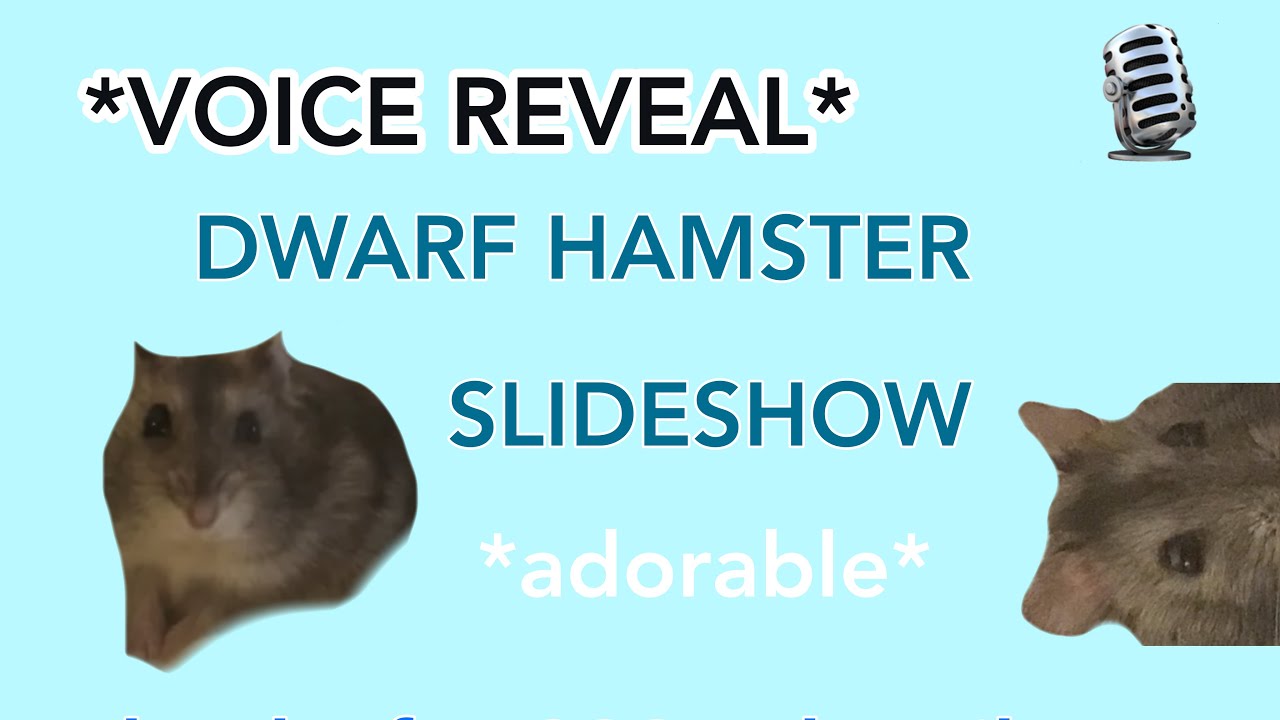 *VOICE REVEAL* Dwarf Hamster Slideshow (Thanks for 200 subs!) - YouTube