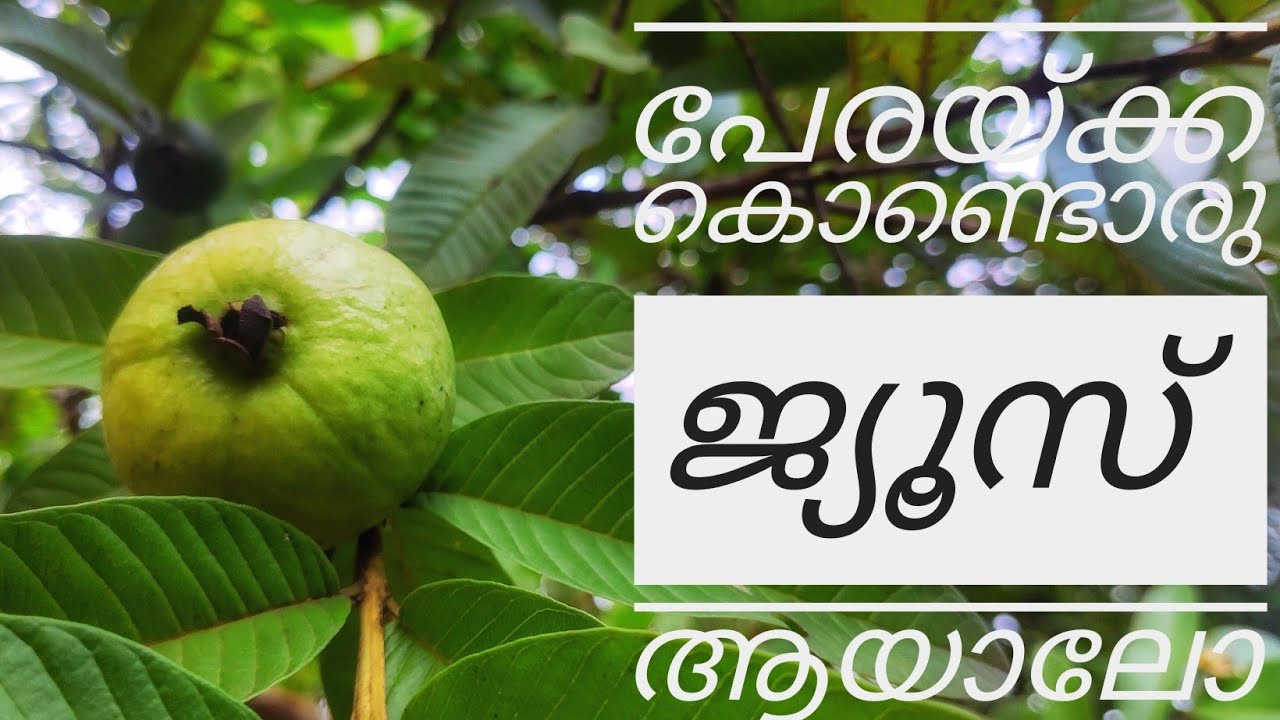 രുചികരമായ പേരയ്ക്ക ജ്യൂസ്//Guava Juice//perakka juice - YouTube