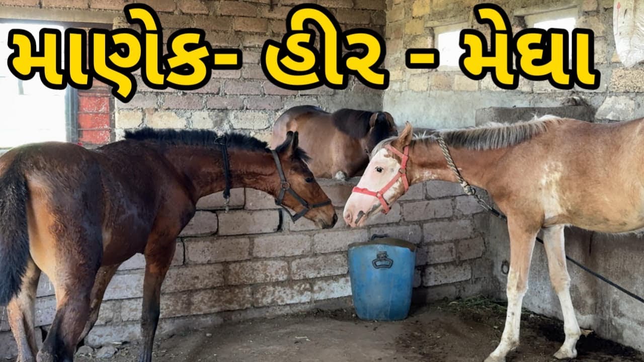 Manek/Heer/Megha||KJBorichavlogs|horseriding|horse|ghodi ...