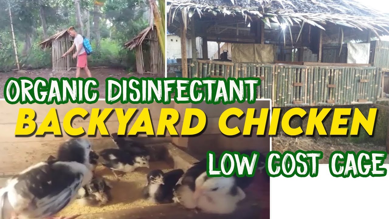 Low Budget Cage | Organic Disinfectant | Zampen Native Chicken - YouTube
