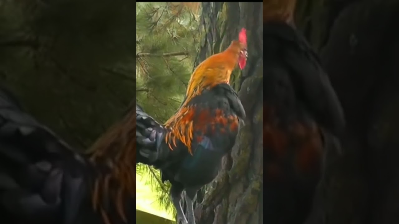 rooster crowing funny Vedio shorts - YouTube