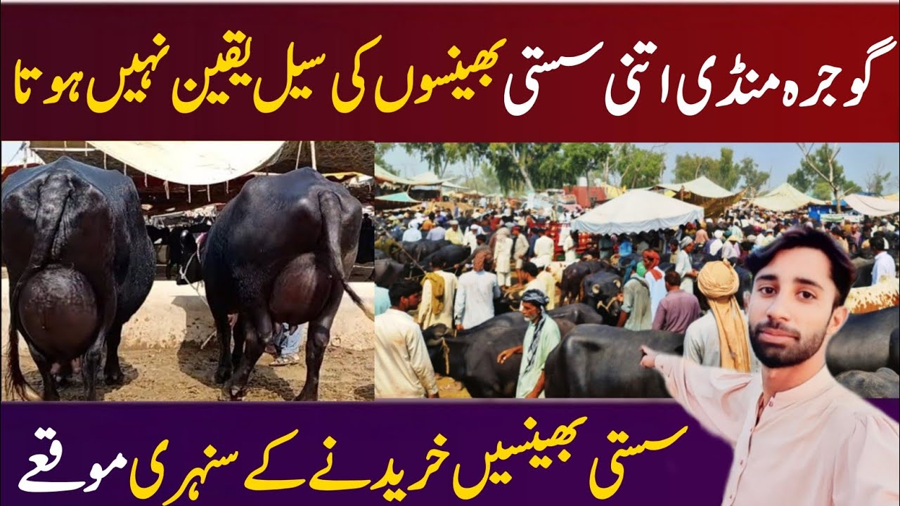 Buffalo Fresh Rates Update | Gojra Mandi | Buffalo Mandi Punjab | Bhens ...