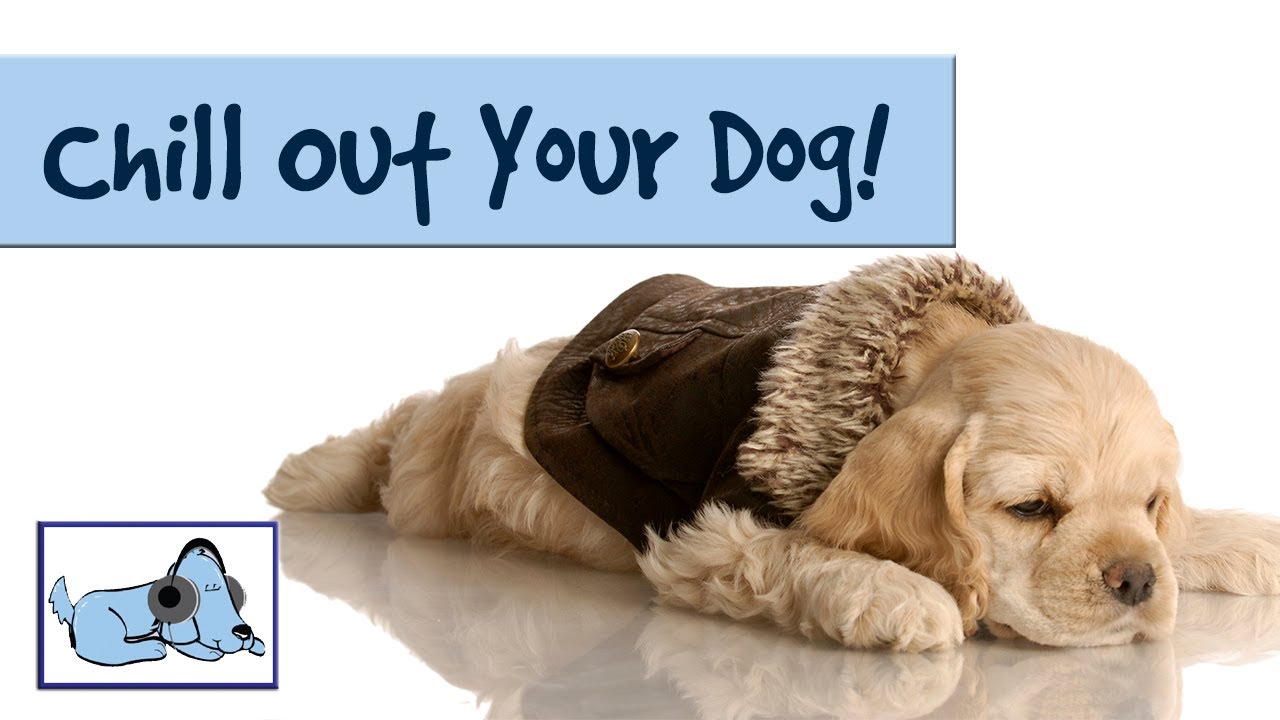 Chill your Doggy Out with Relaxing Animal Music. Really Works! Try it ...