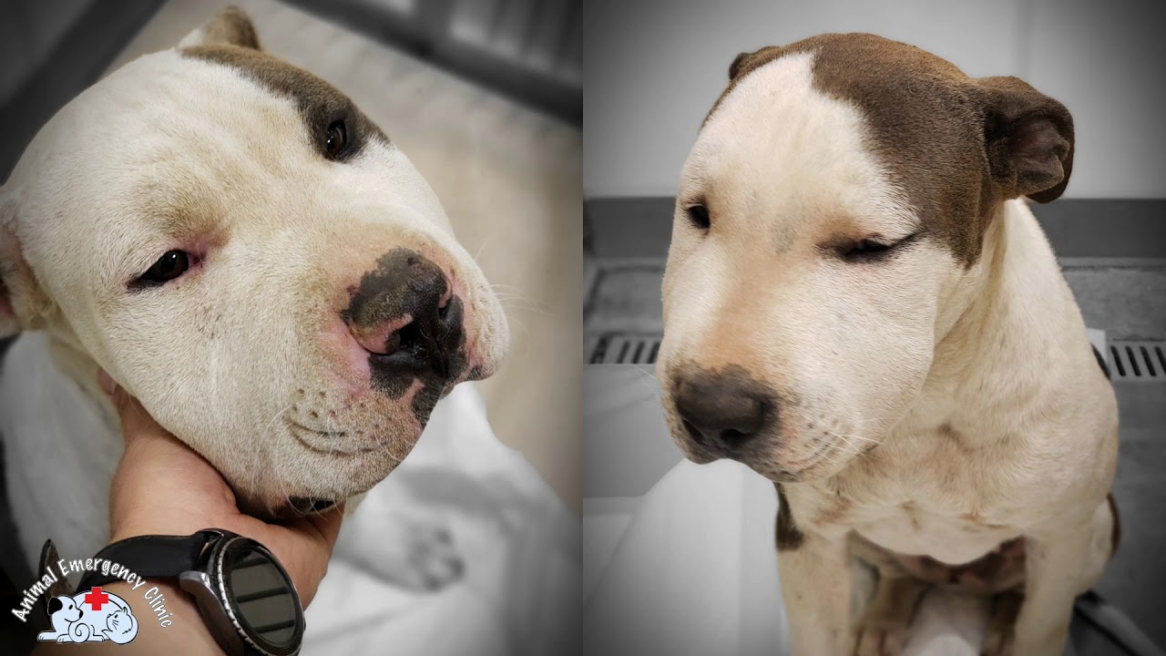 How are snakebites treated at a veterinary hospital? CC & D.O.G.'s ...