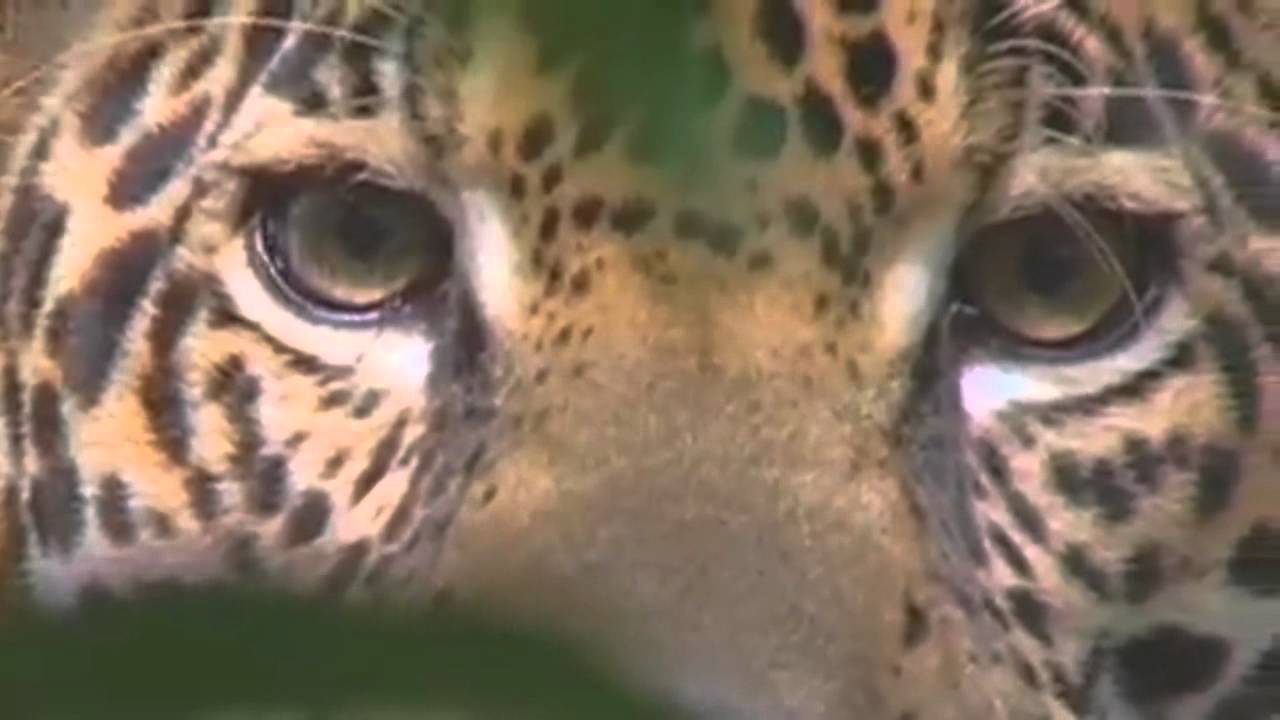 Earth s Most Endangered Big Cats YouTube earth-s-most-endangered-big-cats-youtube