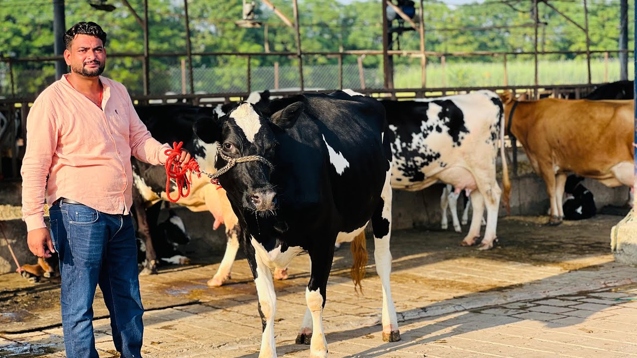 Fully automatic & Modern Farm with Hi-Tech system || Future of Dairy ...