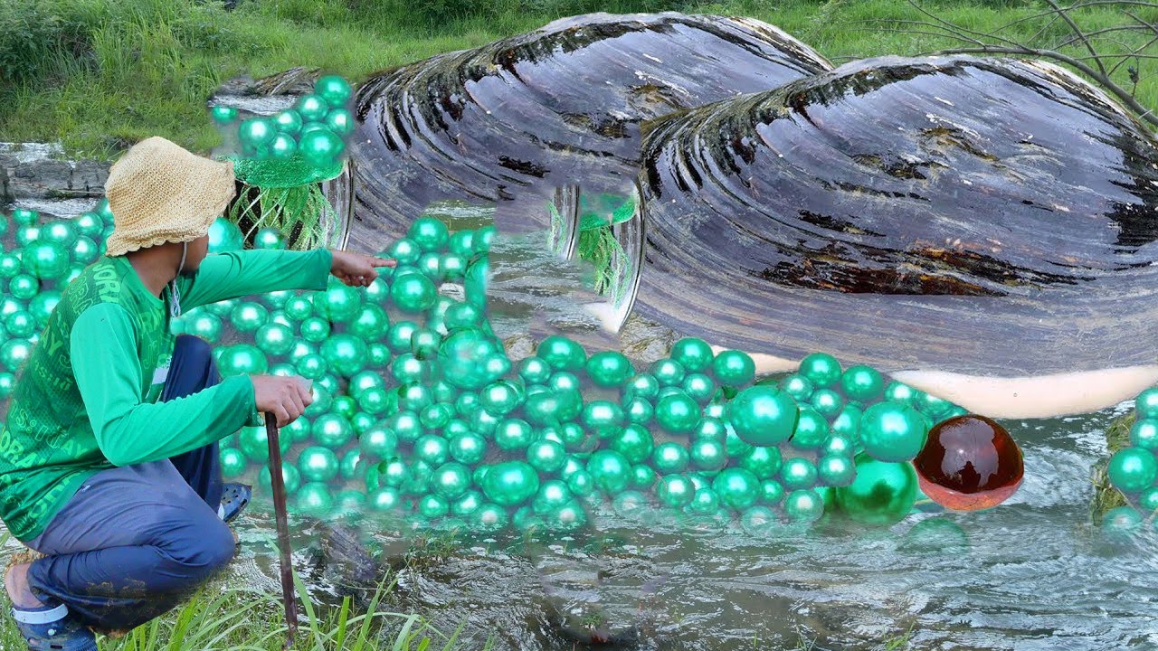 1200 year old clam shell is huge and ancient, with colorful pearls ...