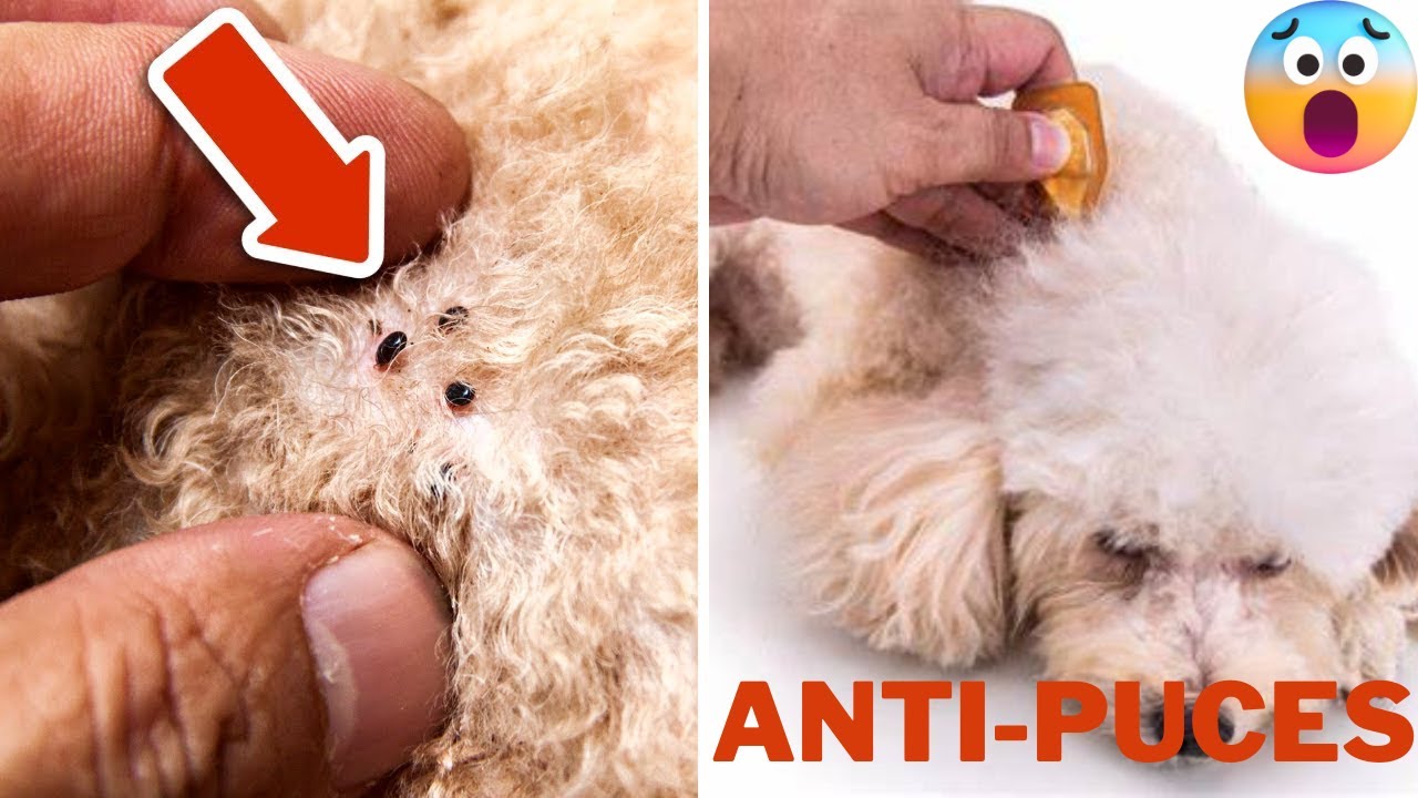 Huile ANTI-PUCES pour les Chiens: Se Débarrasser des Puces ET des ...