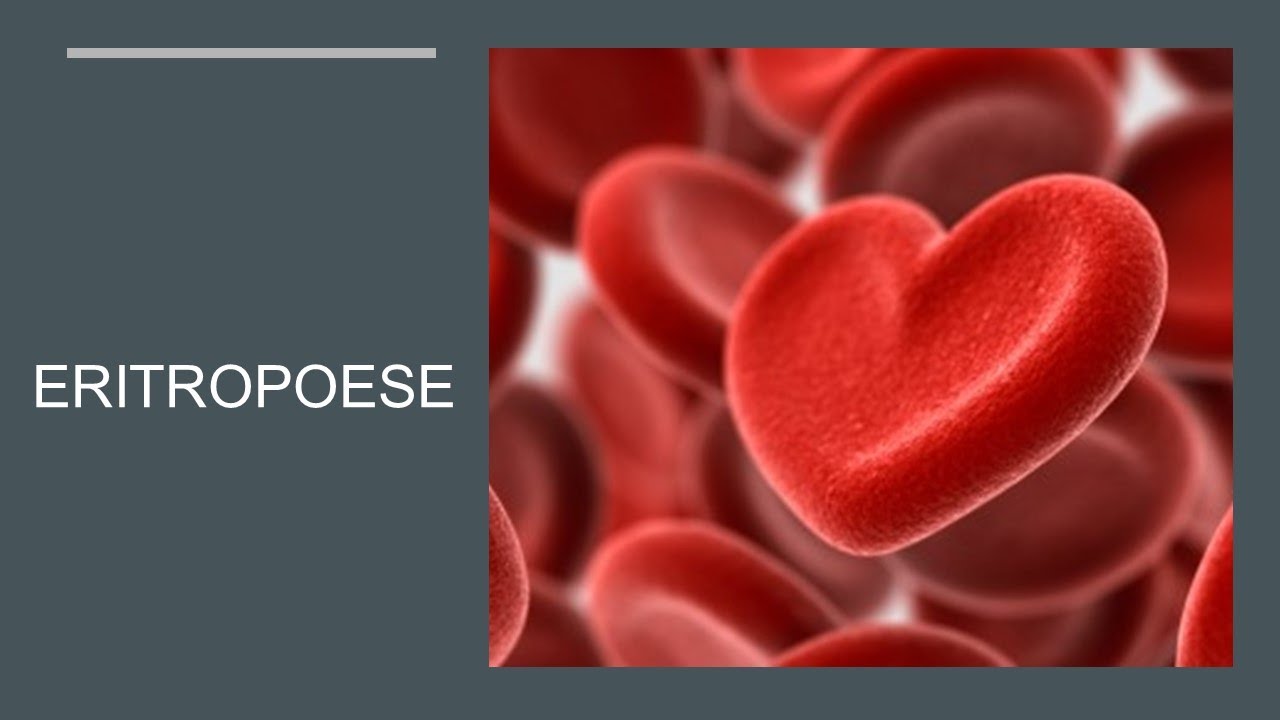 Hematologia para a Graduação - Eritropoese - YouTube